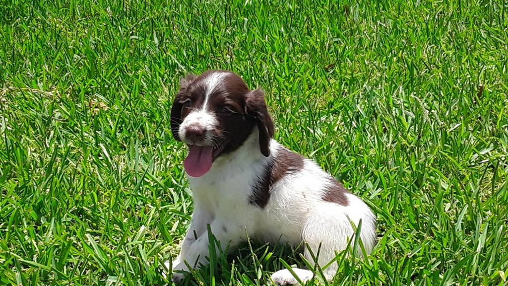 Gallery – Springer Spaniel Ranch
